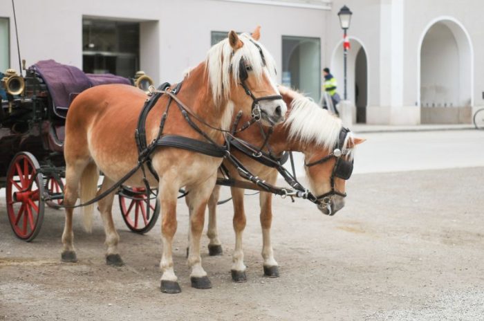 Types of Draft Horse Breeds (With Pictures)