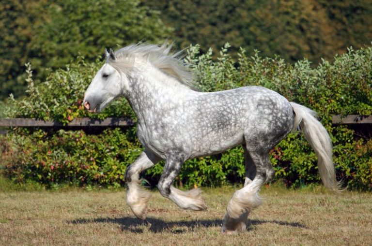 Types of Draft Horse Breeds (With Pictures)