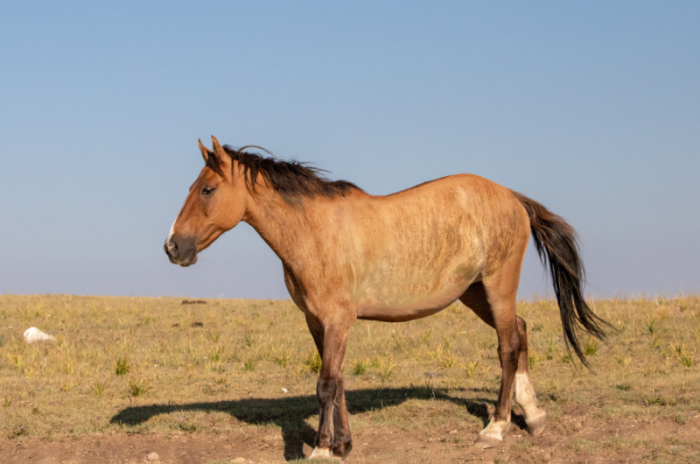 Horse Colors Archives - Equine Helper | Horseback Riding, Training, & Care