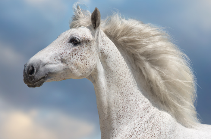 Why Do Horses Have Manes? Top Reasons Explained