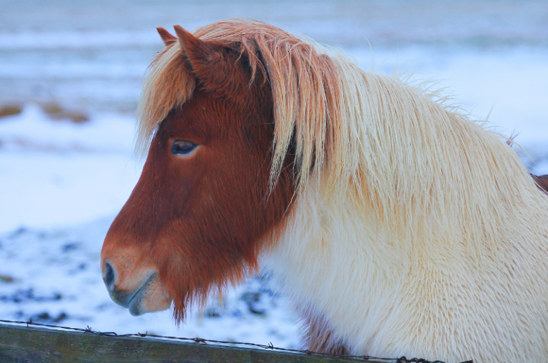 Why Do Horses Have Manes? Top Reasons Explained