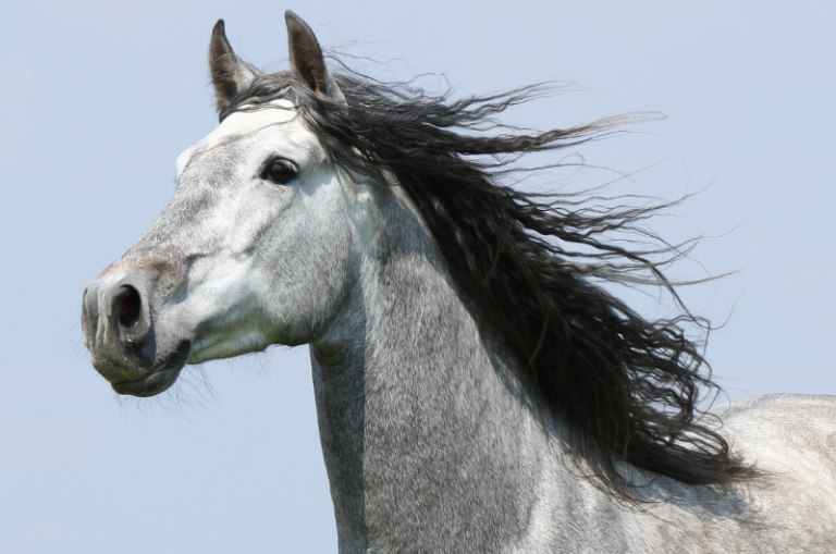Why Do Horses Have Manes? Top Reasons Explained