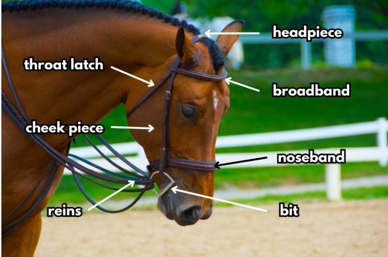 What Is A Horse Bridle? Purpose & Function