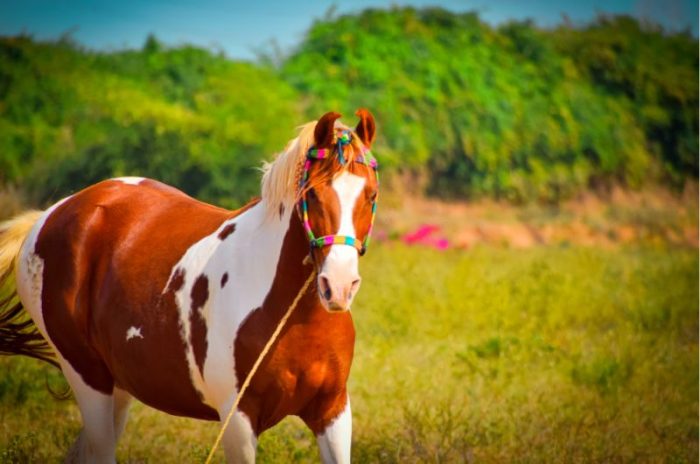 Rare Horse Breeds: Top 10 Rarest Horse Breeds In The World