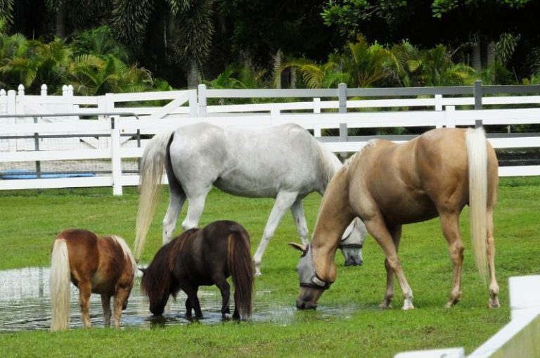 Miniature Horse vs Ponies: Differences Explained