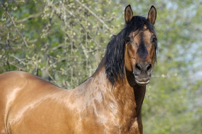Rare Horse Breeds: Top 10 Rarest Horse Breeds In The World