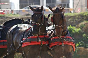 8 Top Horse Breeds For Beginners (Picked By A Horse Trainer)