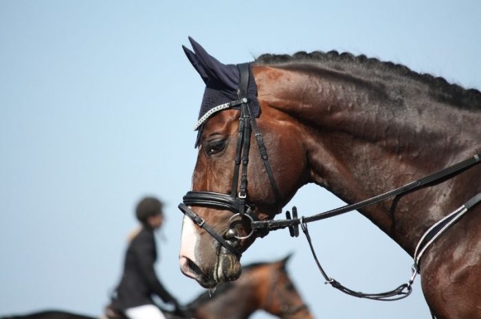 What Is A Horse Bridle? Purpose & Function