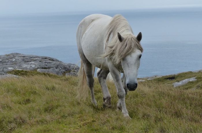 Rare Horse Breeds: Top 10 Rarest Horse Breeds In The World