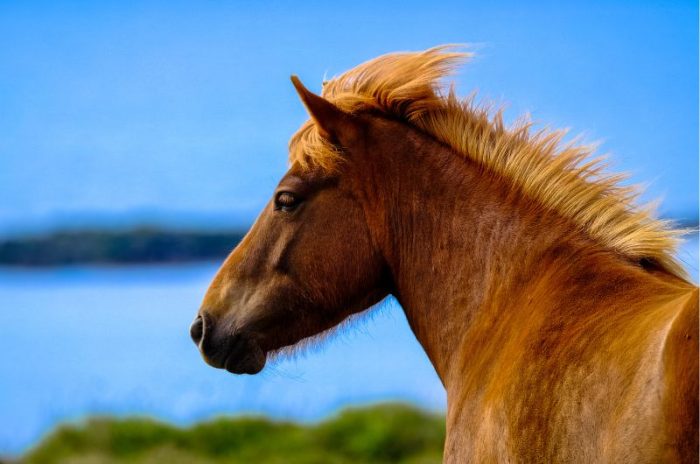 Rare Horse Breeds: Top 10 Rarest Horse Breeds In The World