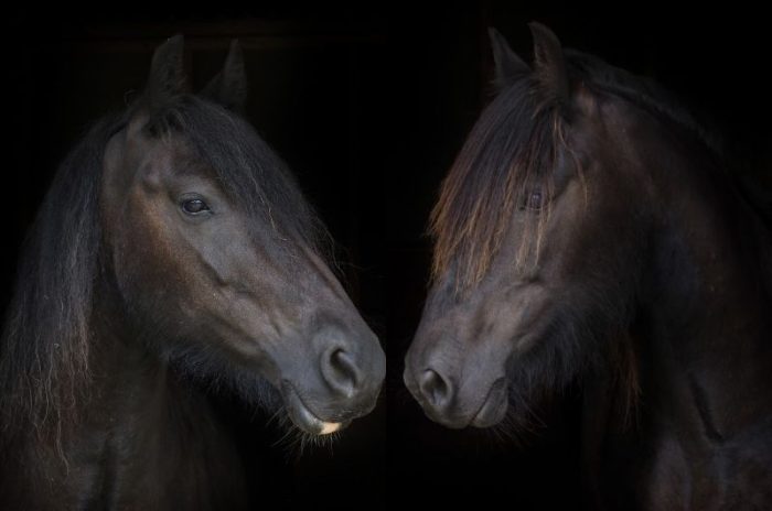 Rare Horse Breeds: Top 10 Rarest Horse Breeds In The World