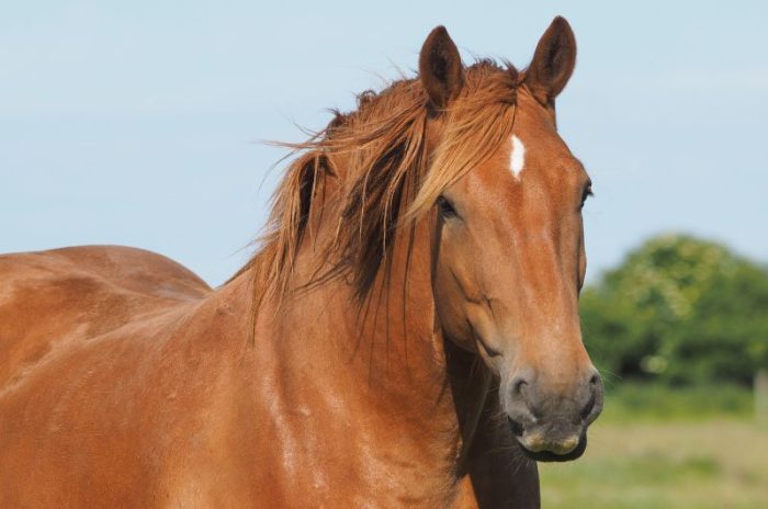 Rare Horse Breeds: Top 10 Rarest Horse Breeds In The World