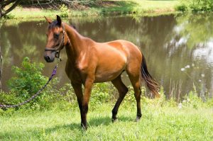 Rare Horse Breeds: Top 10 Rarest Horse Breeds In The World