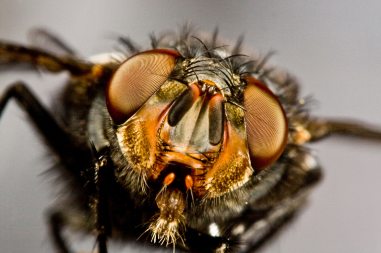 Horse Flies 101: What You Should Know About Horse Flies