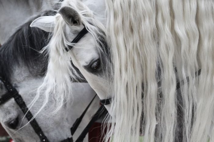 Friesian Horse Colors Guide: White, Black, & Chestnut