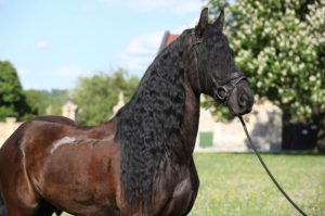 Friesian Horse Colors Guide: White, Black, & Chestnut