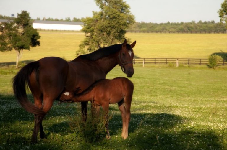 Do Horses Have Udders? (Yes, But There’s More To It!)