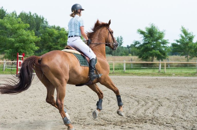 Building A Riding Arena At Home: Step-by-Step Guide