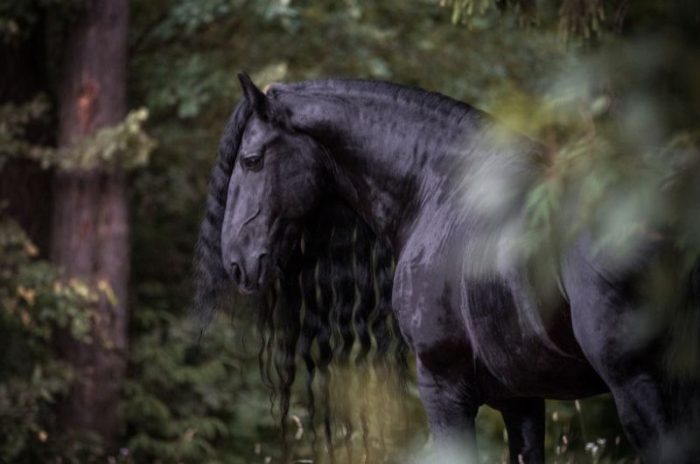Long Mane And Tail Horse Breeds: Top 9 Breeds