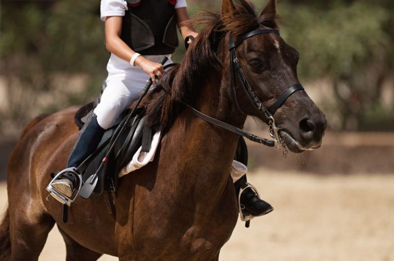 Mounted Horse Games: 9 Exciting Games You Can Try