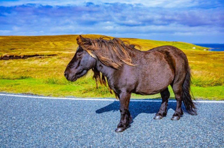 Long Mane And Tail Horse Breeds: Top 9 Breeds