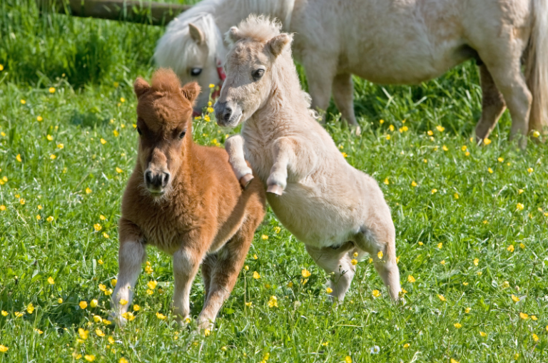 The World’s Smallest Horse Breeds: Top 11 with Facts