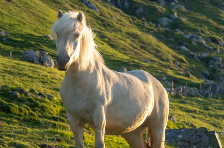 The World’s Smallest Horse Breeds: Top 11 with Facts