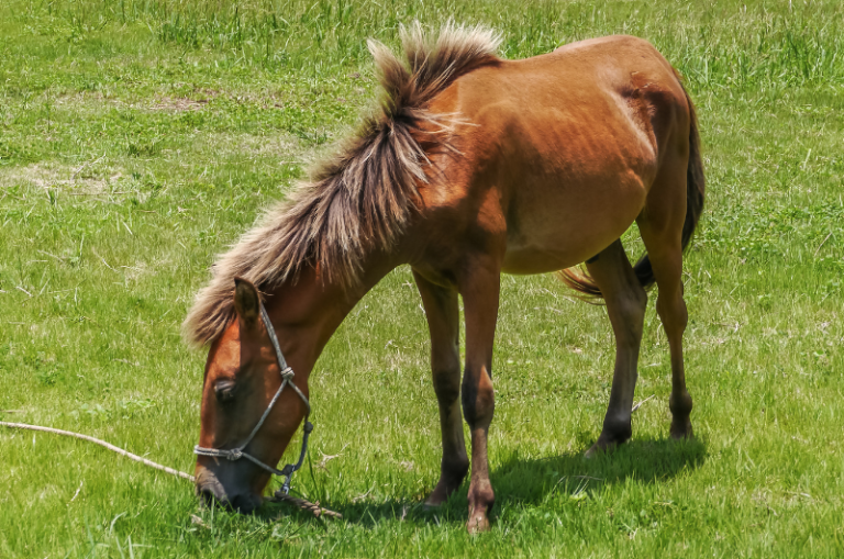 The World’s Smallest Horse Breeds: Top 11 with Facts
