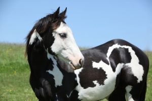 Paint Horse vs. Pinto: What’s the Difference?