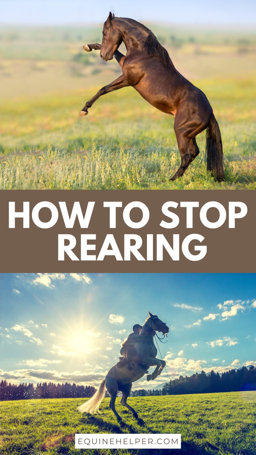 How to Respond When Your Horse Starts Rearing