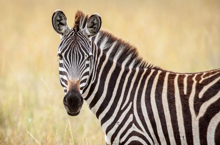 Are Zebras Different Than Horses? Key Differences Explained