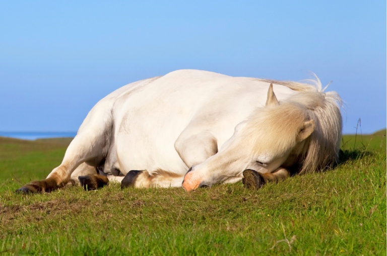 Understanding Equine Rest: How Horses Sleep Guide