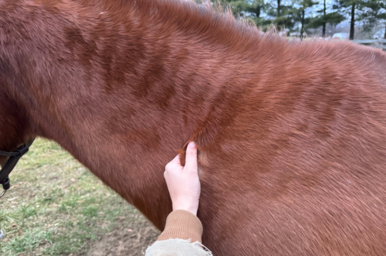 Twitching A Horse: How It Works & Safety Considerations