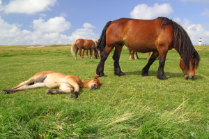Understanding Equine Rest: How Horses Sleep Guide