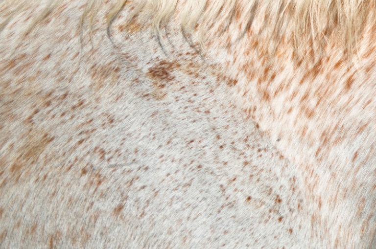Horse Dapples 101: Everything You Need To Know