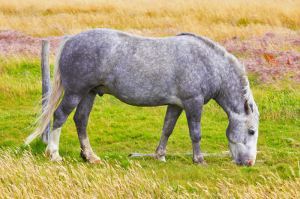 Horse Dapples 101: Everything You Need To Know