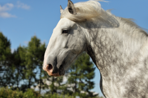Horse Dapples 101: Everything You Need To Know