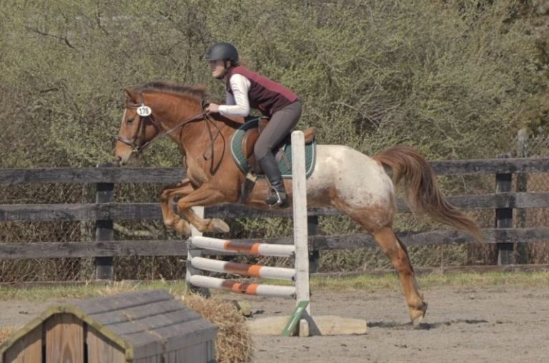 Horse Jumping 101: Best Tips For Beginners