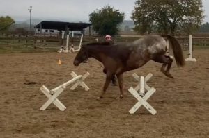 Every Type of Horse Jump (With Pictures)