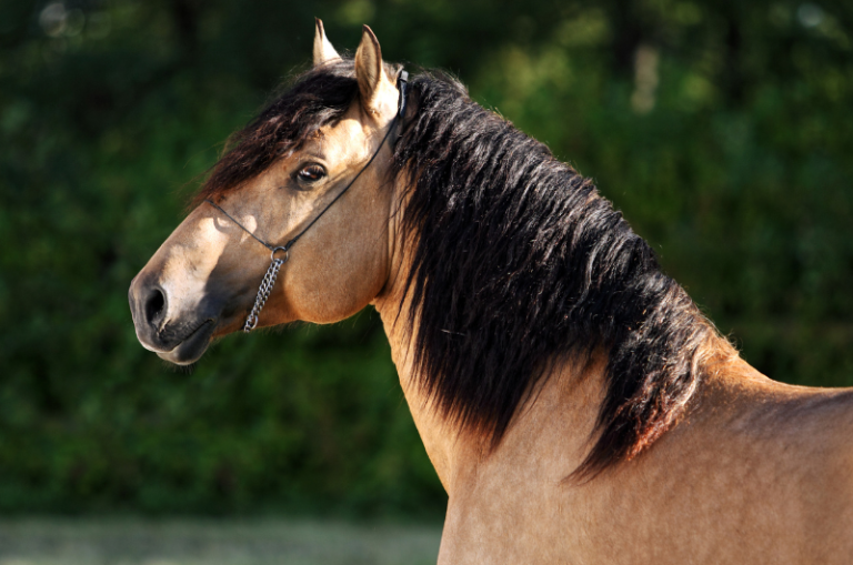 11 Incredible Gypsy Vanner Horse Facts