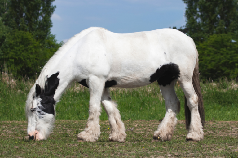 11 Incredible Gypsy Vanner Horse Facts