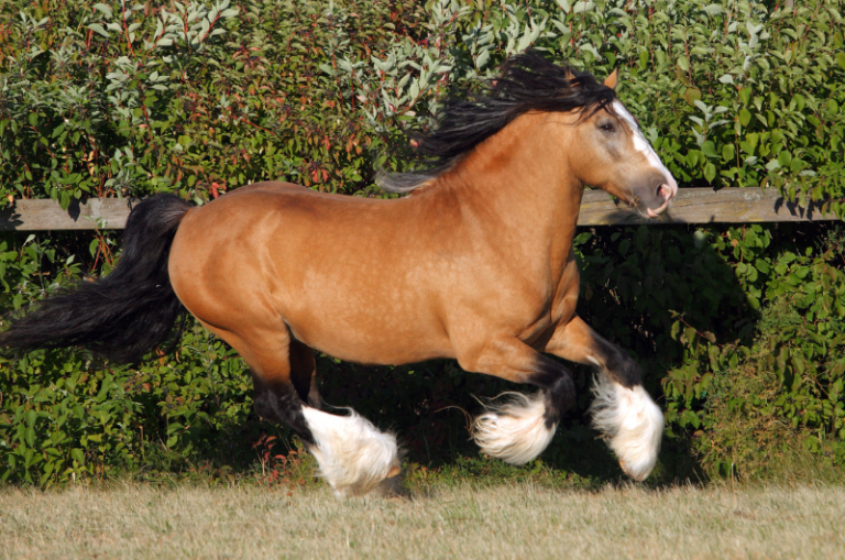 11 Incredible Gypsy Vanner Horse Facts