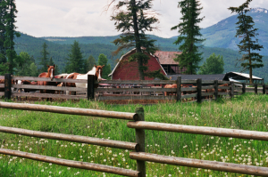 Horse Paddocks 101: What They Are And How They’re Used