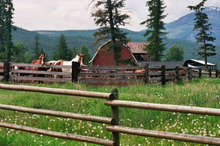 Horse Paddocks 101: What They Are And How They’re Used