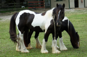11 Incredible Gypsy Vanner Horse Facts