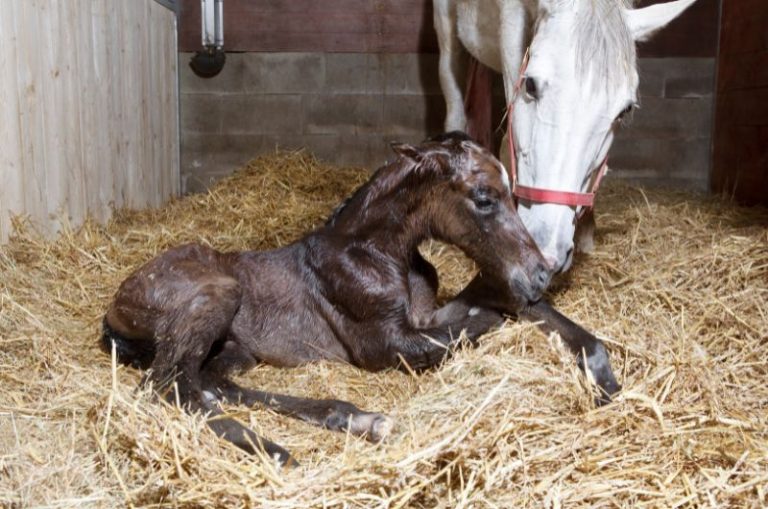 Horse Breeding & Pregnancy Guide
