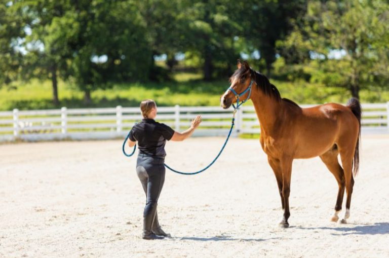 Equine Helper | Horseback Riding Tips, Tricks, and Gear