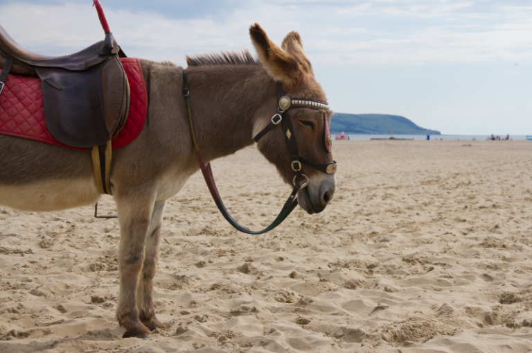 Can You Ride A Donkey? Weight Limit, Safety, & More