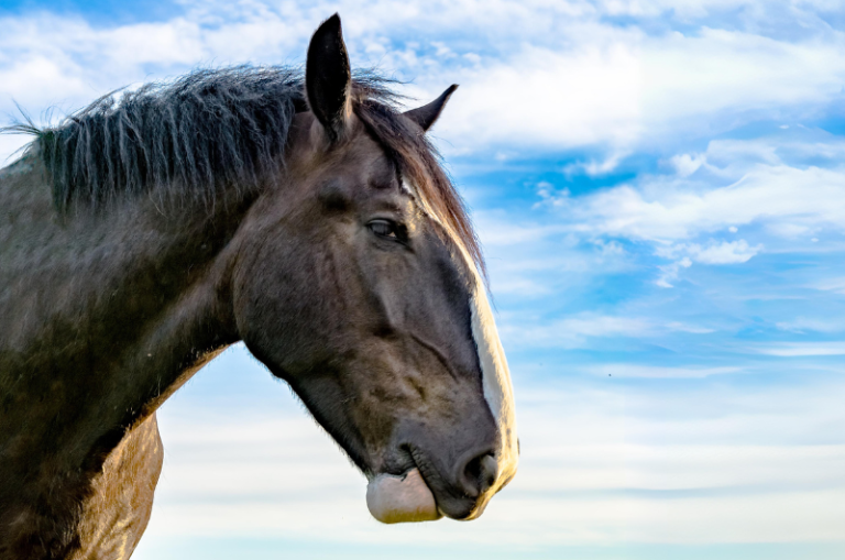 Roman-Nosed Horse: What it is & Breeds That Have it