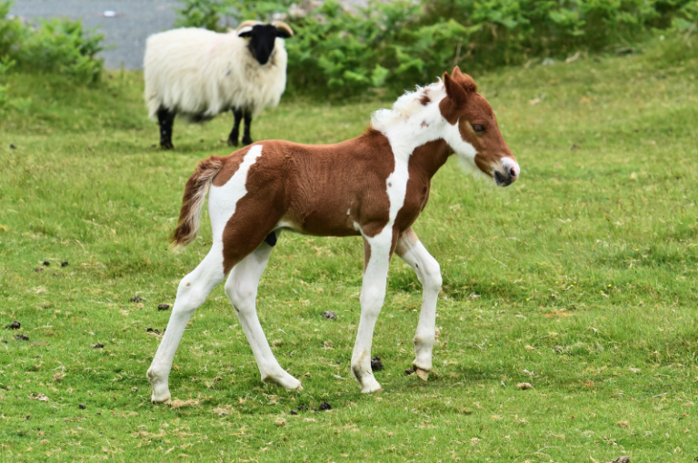 Horse Gender and Age Terminology Guide